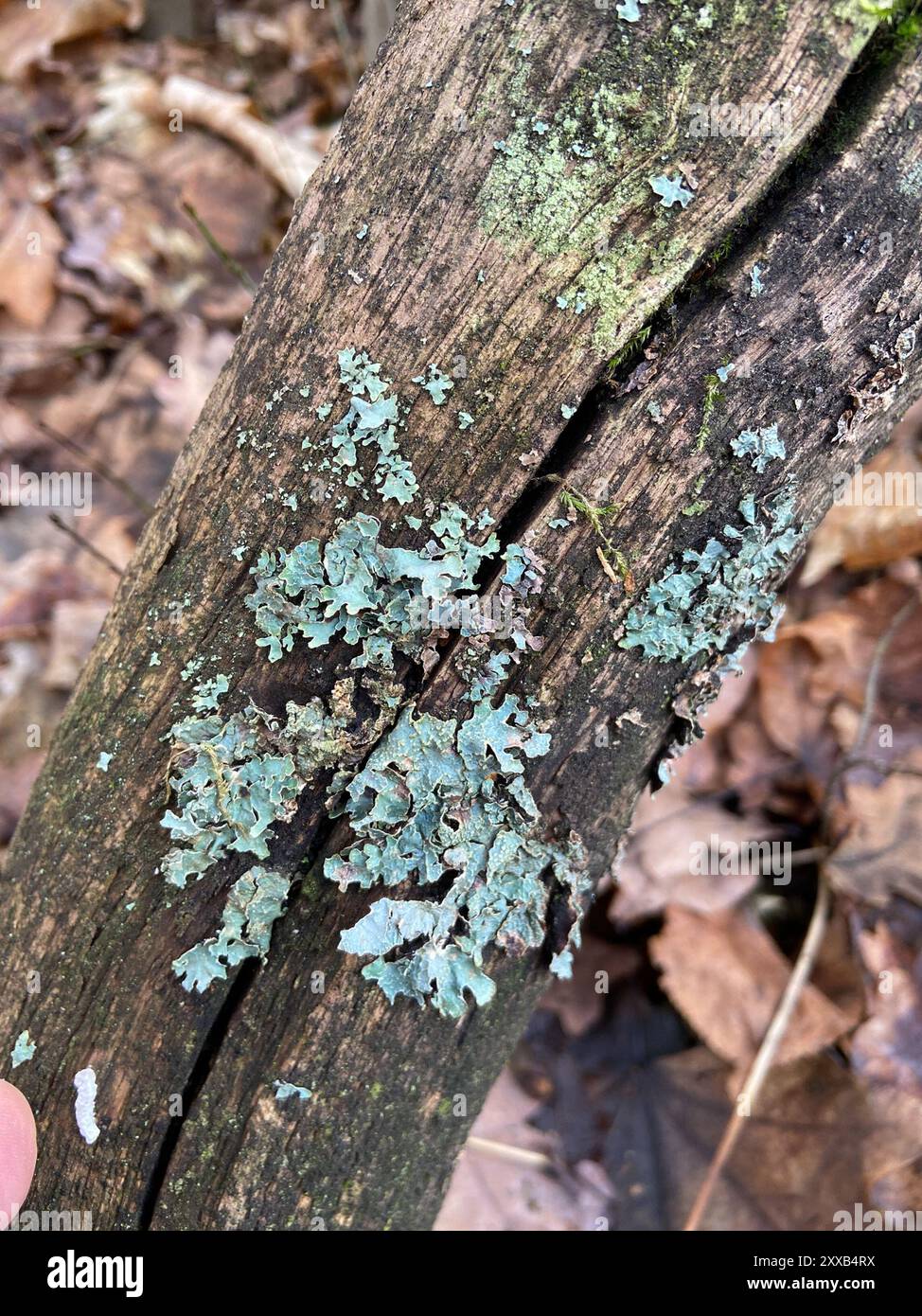 shield lichen (Parmelia sulcata) Fungi Stock Photo - Alamy