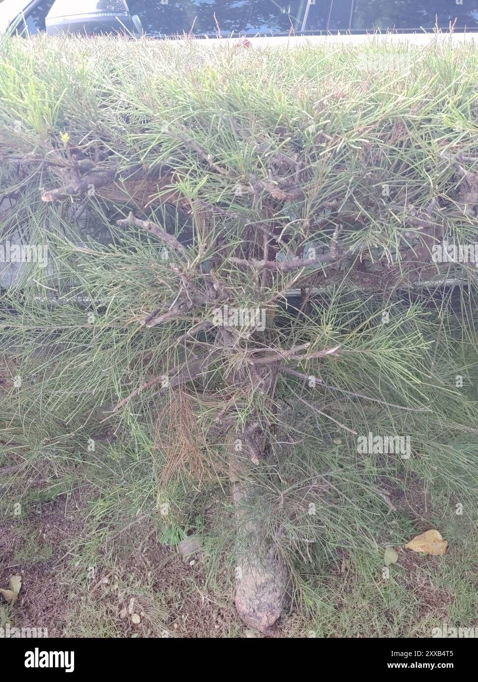 Beach Sheoak (Casuarina equisetifolia) Plantae Stock Photo - Alamy