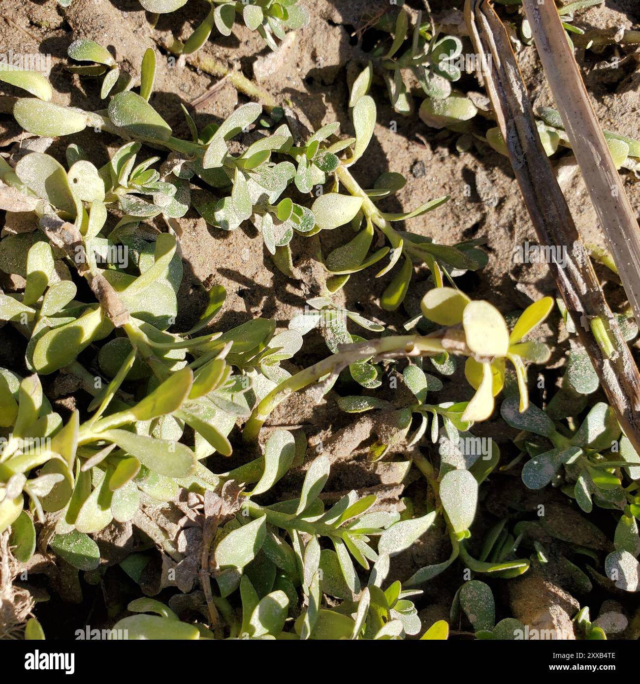 plantain family (Plantaginaceae) Plantae Stock Photo - Alamy