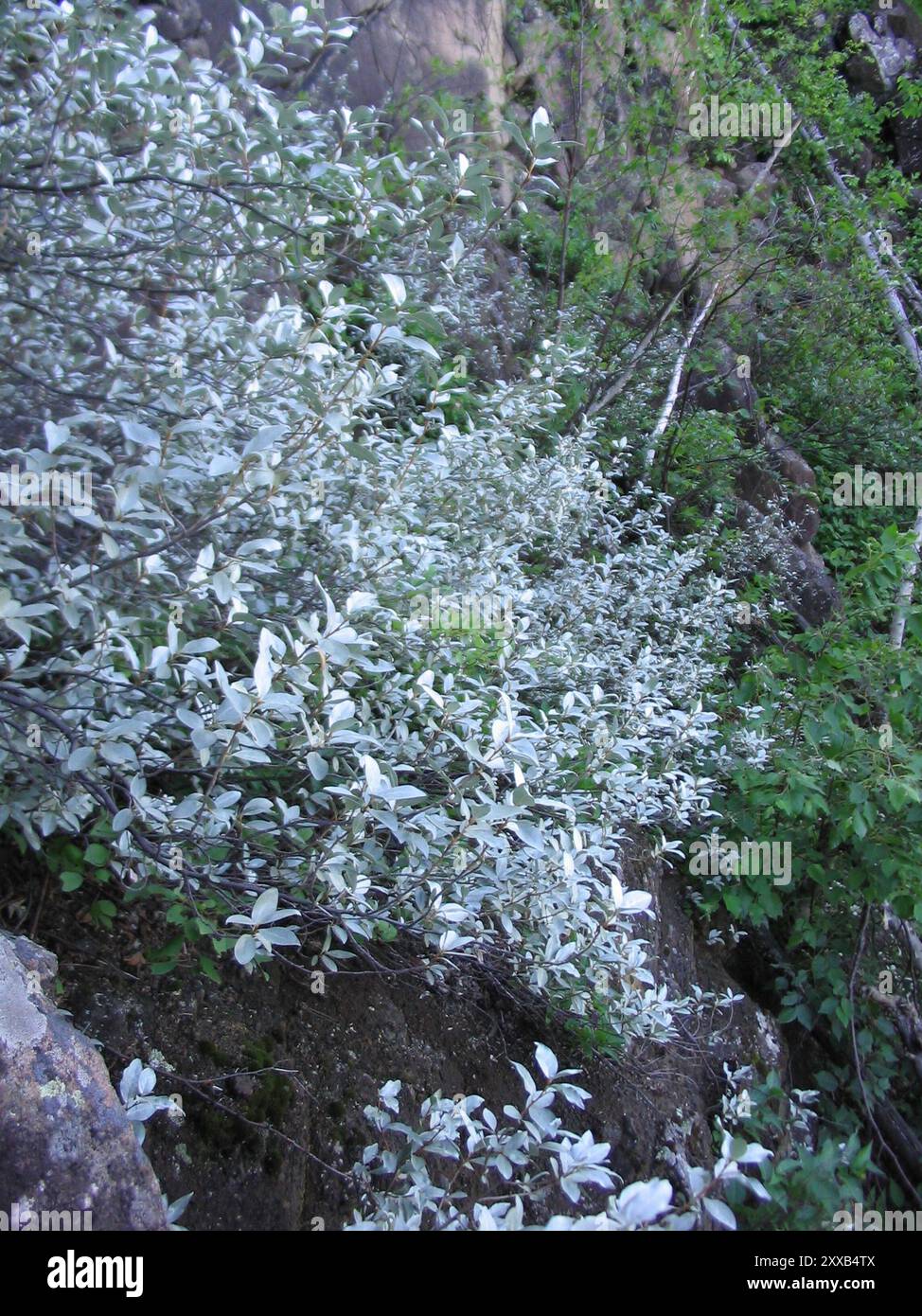 Silverberry (Elaeagnus commutata) Plantae Stock Photo - Alamy