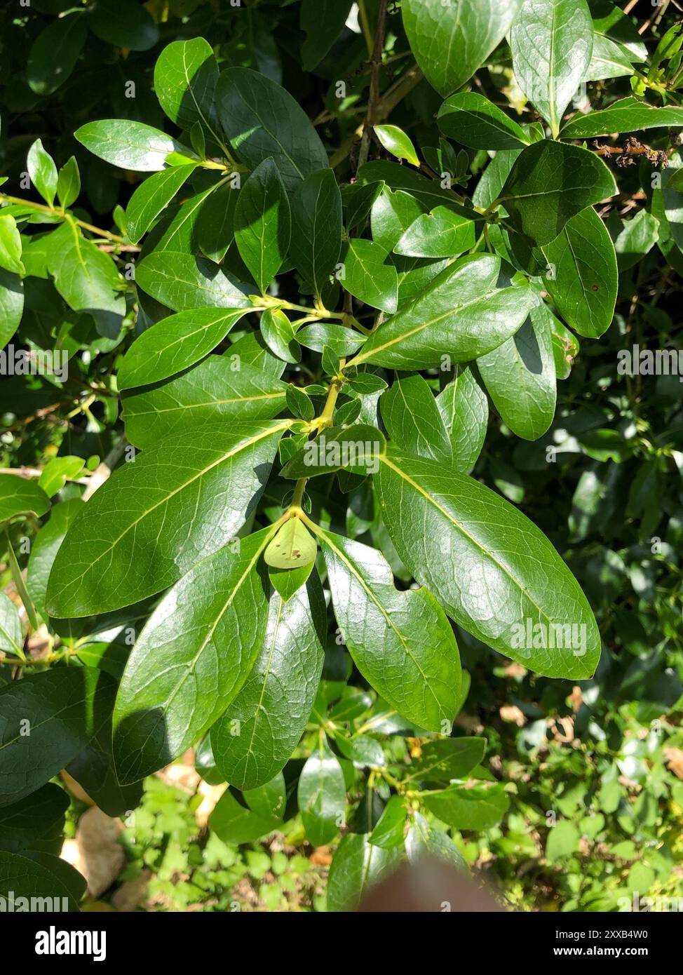 Karamu (Coprosma robusta) Plantae Stock Photo - Alamy