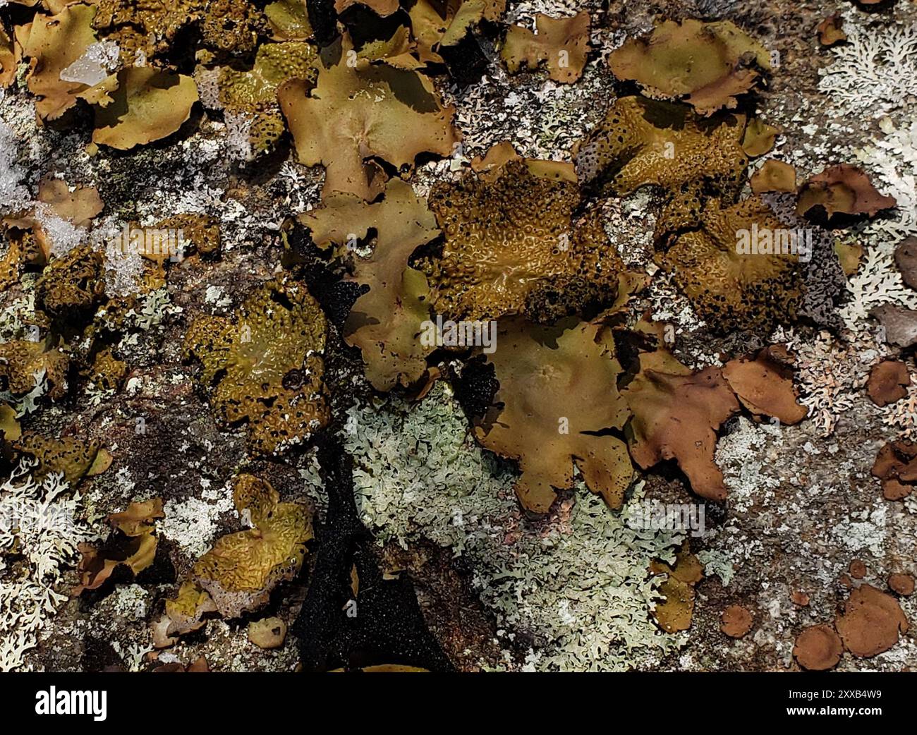 Common Toadskin Lichen (Lasallia papulosa) Fungi Stock Photo - Alamy