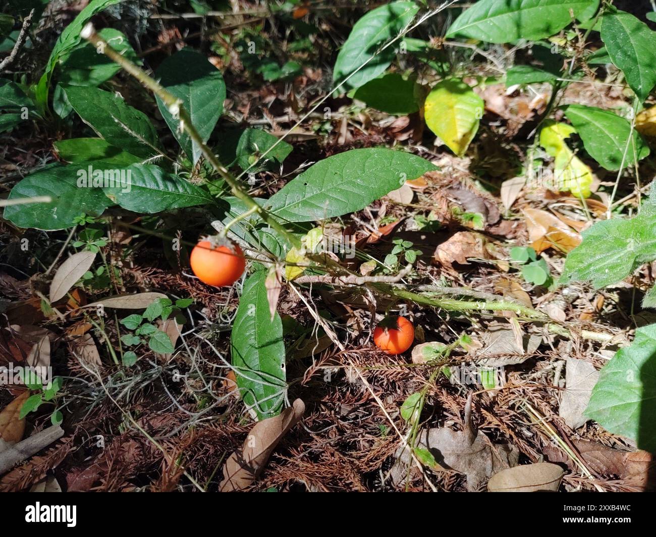 Cockroach Berry (Solanum capsicoides) Plantae Stock Photo - Alamy