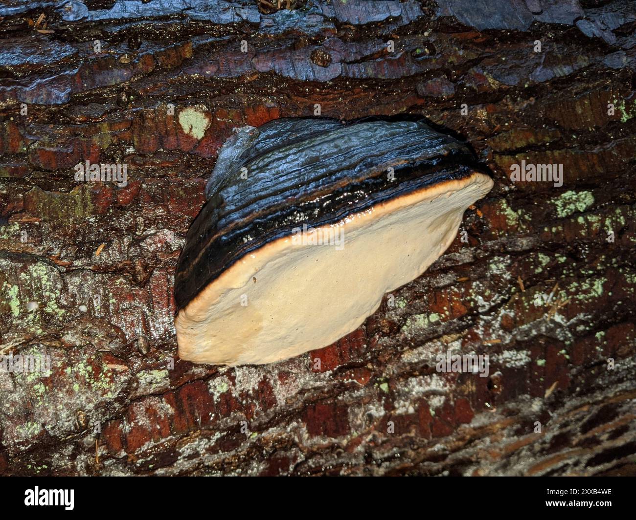 Northern Red Belt (Fomitopsis mounceae) Fungi Stock Photo - Alamy