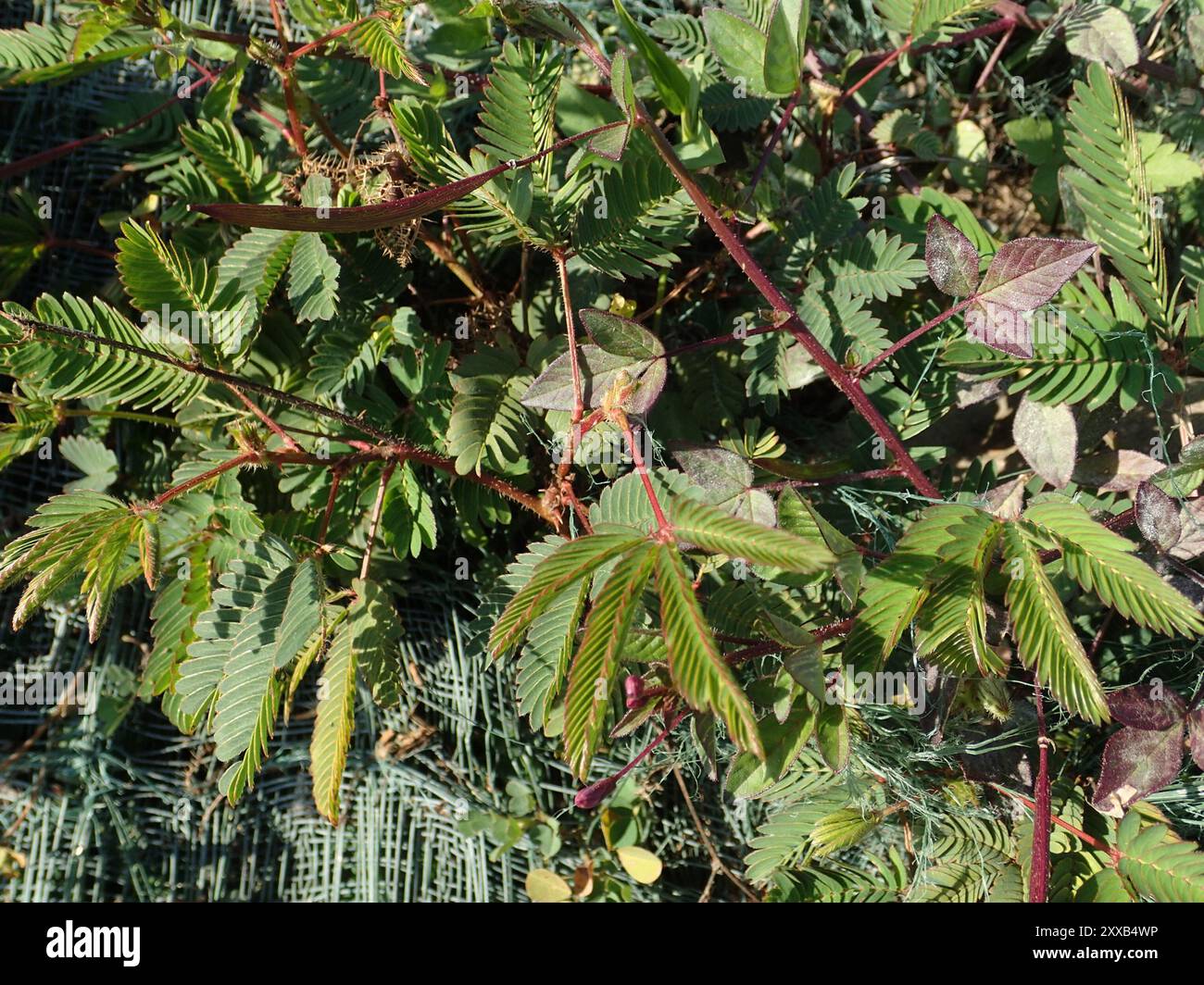 Sensitive Plant (Mimosa pudica) Plantae Stock Photo - Alamy