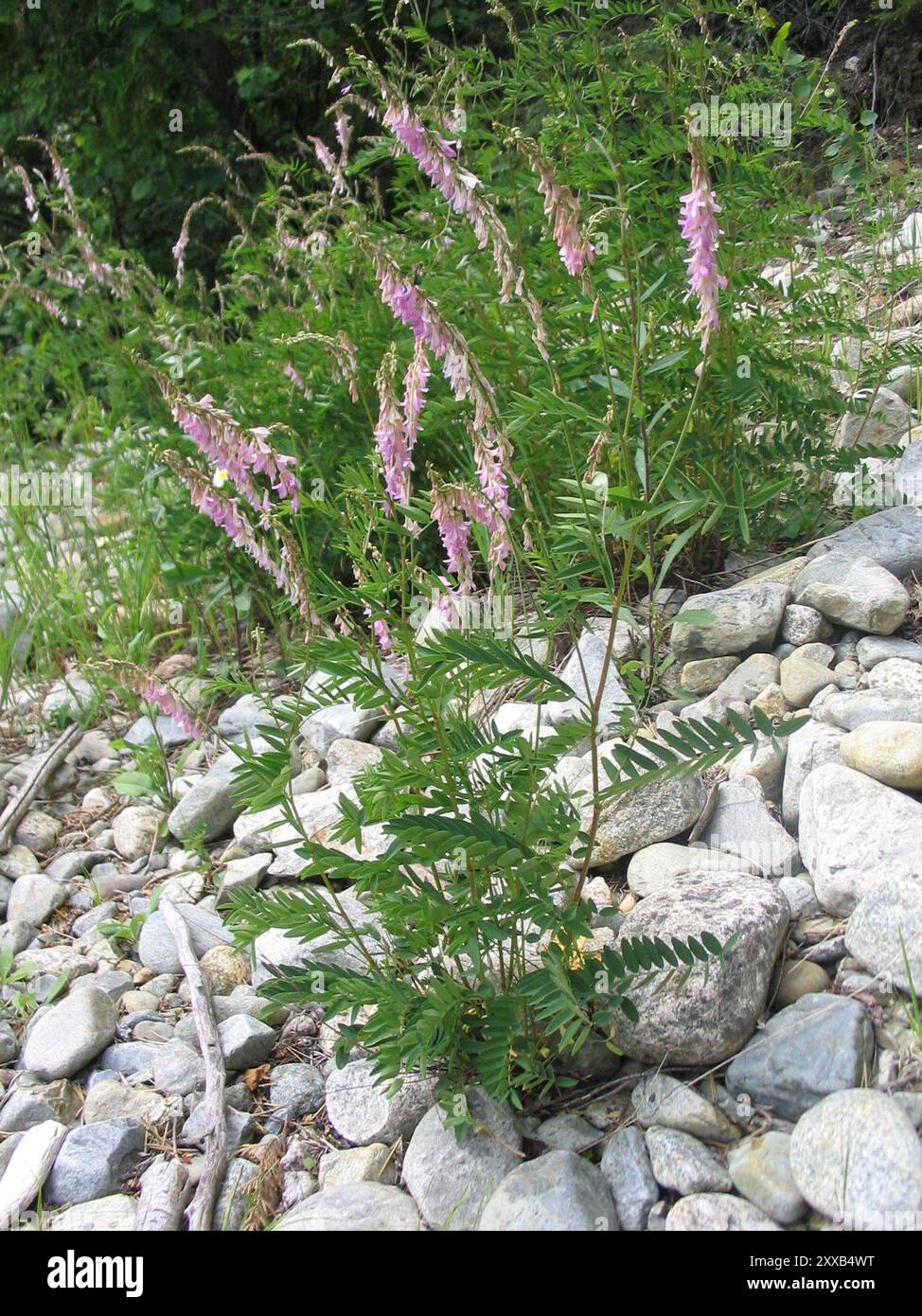 Alpine Sweet-vetch (Hedysarum alpinum) Plantae Stock Photo - Alamy