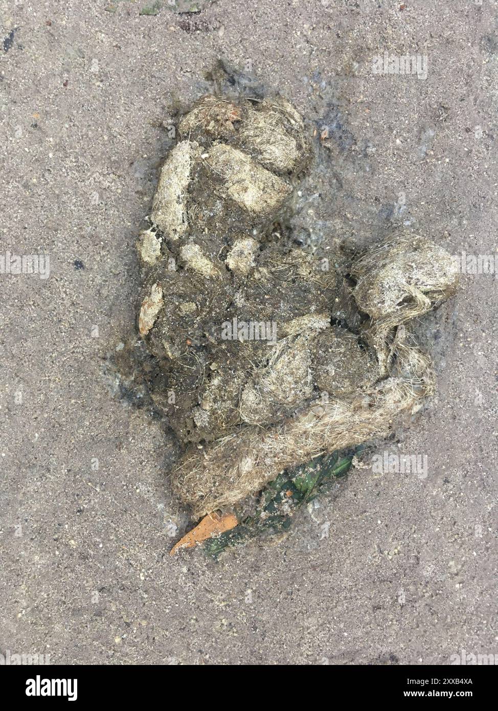 Carnivorans (Carnivora) Mammalia Stock Photo - Alamy