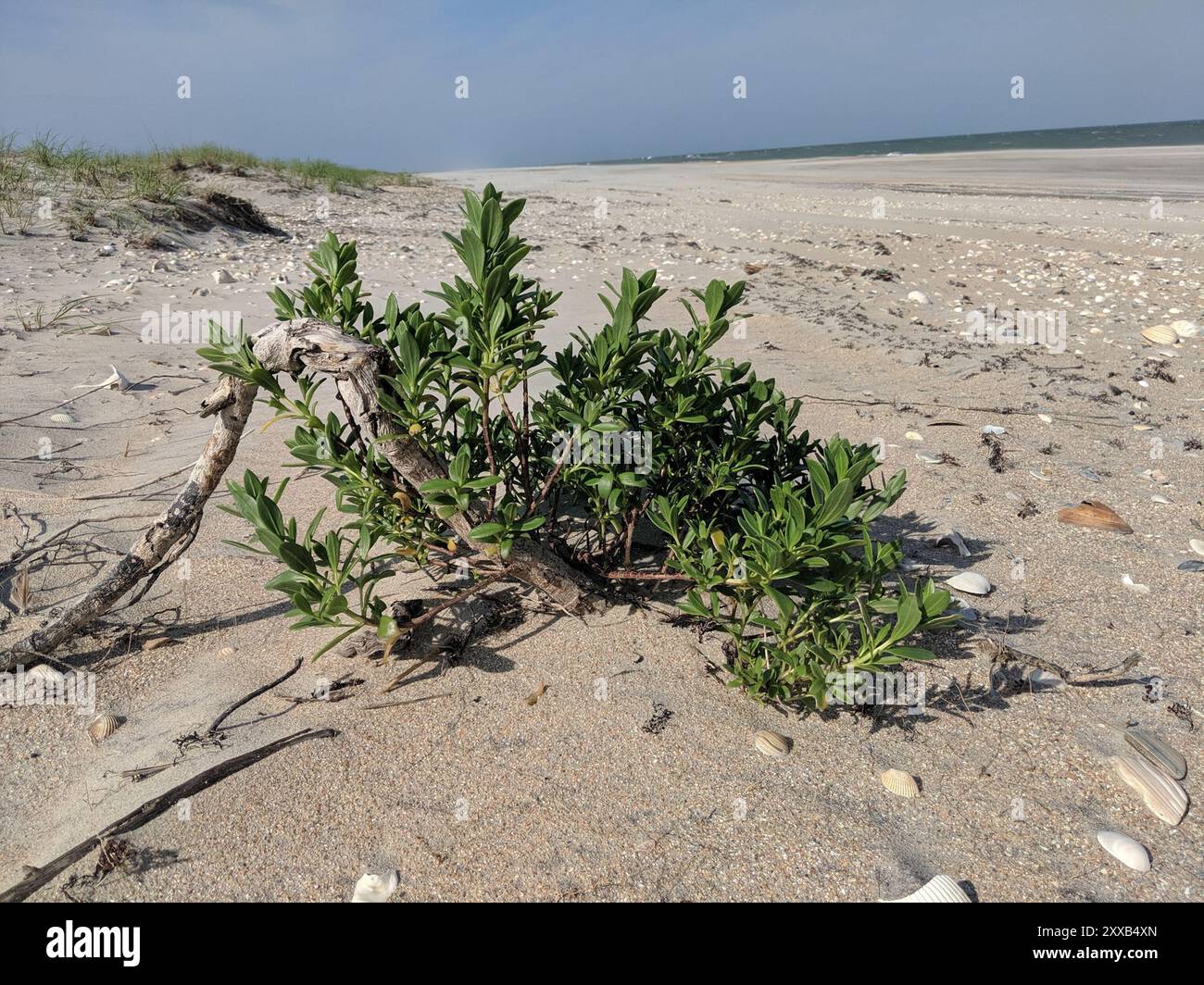 Dune Marsh-elder (Iva imbricata) Plantae Stock Photo - Alamy