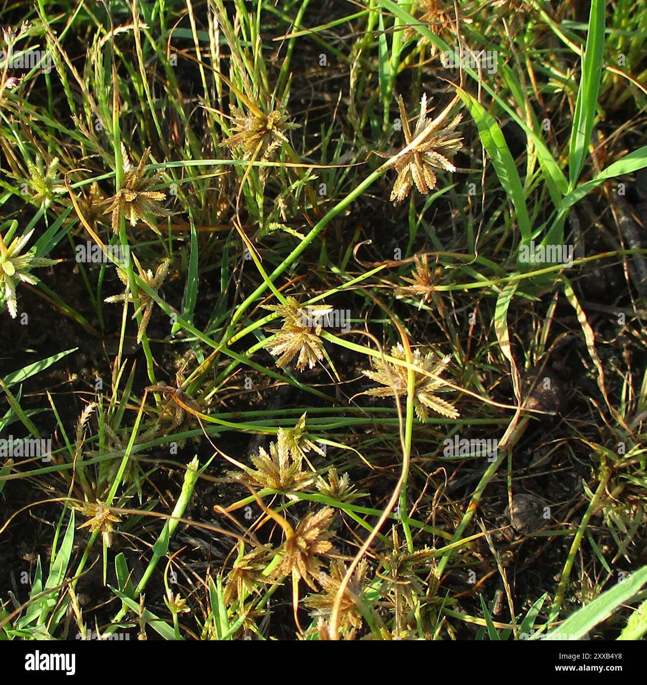 sedges (Cyperaceae) Plantae Stock Photo - Alamy