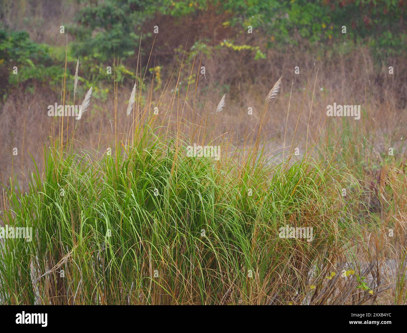 Wild Cane (Saccharum spontaneum) Plantae Stock Photo - Alamy