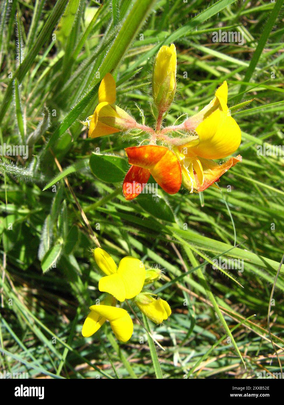 (Lotononis laxa) Plantae Stock Photo - Alamy