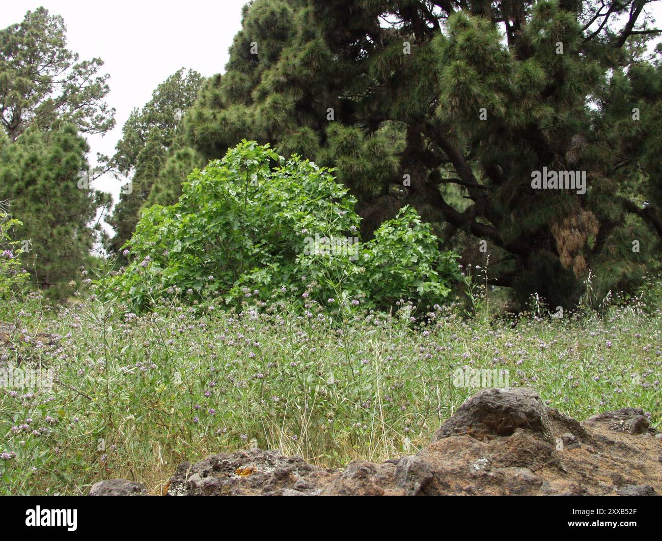 arabian pea (Bituminaria bituminosa) Plantae Stock Photo - Alamy