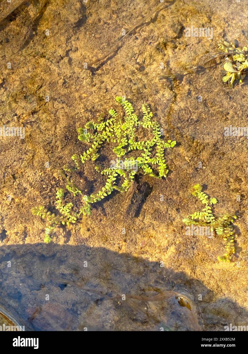 vascular plants (Tracheophyta) Plantae Stock Photo - Alamy