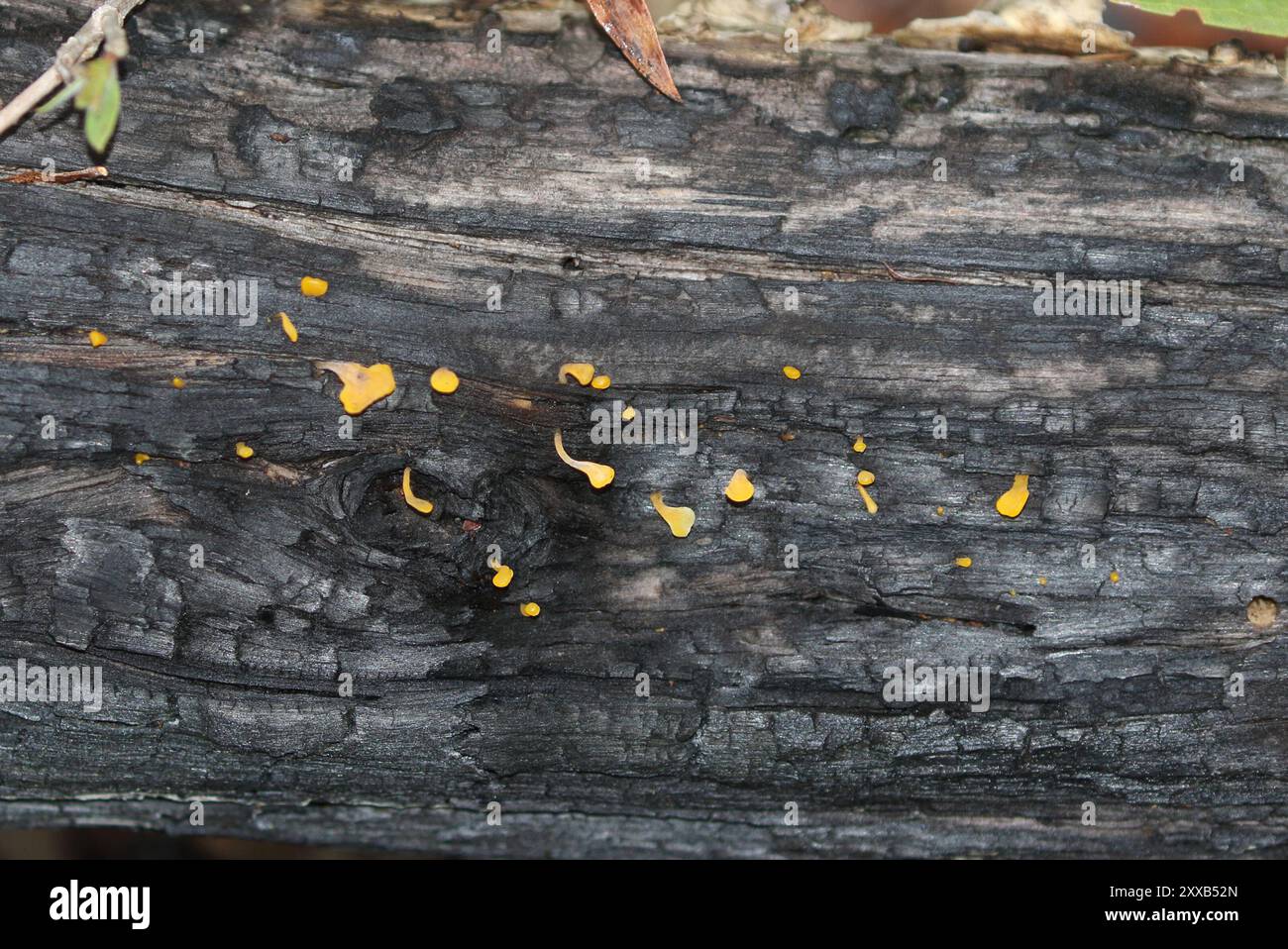 Fan shaped jelly fungi hi-res stock photography and images - Alamy