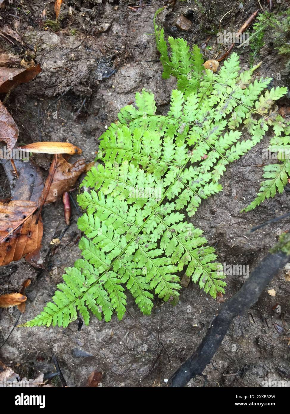 intermediate wood fern (Dryopteris intermedia) Plantae Stock Photo - Alamy