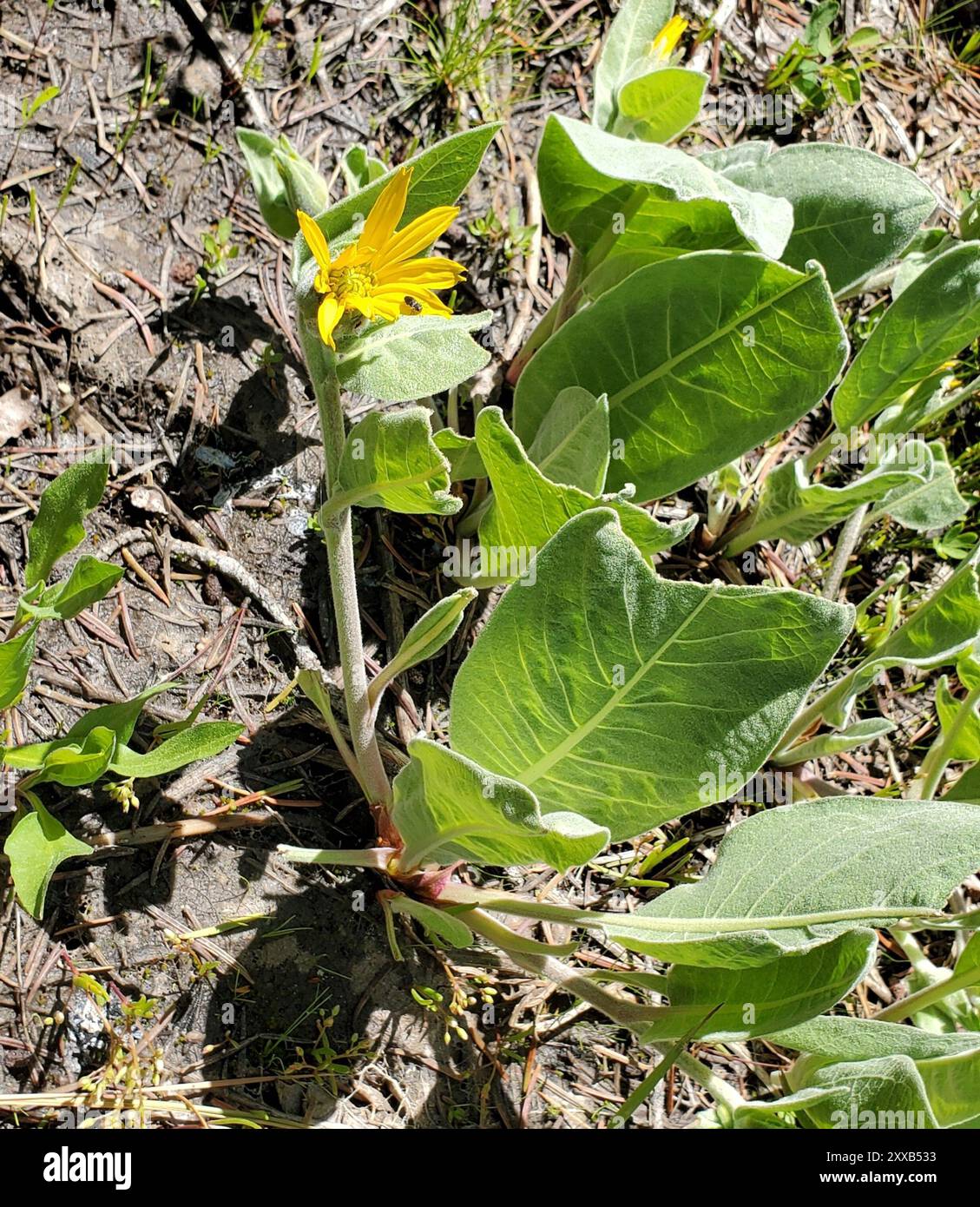 Woolly wyethia hi-res stock photography and images - Alamy
