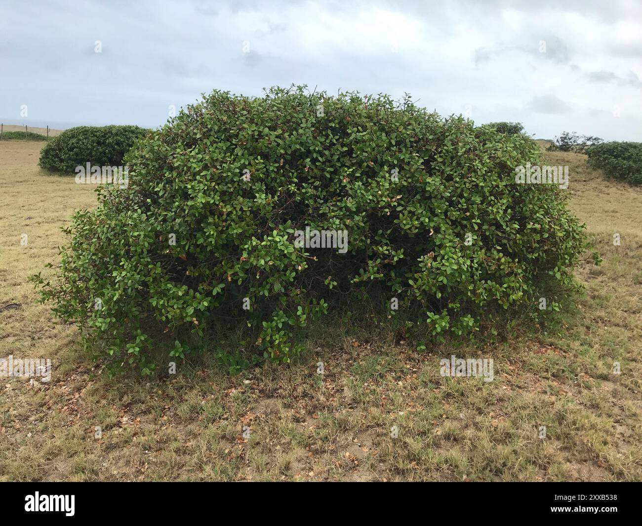 (Daphnopsis racemosa) Plantae Stock Photo - Alamy