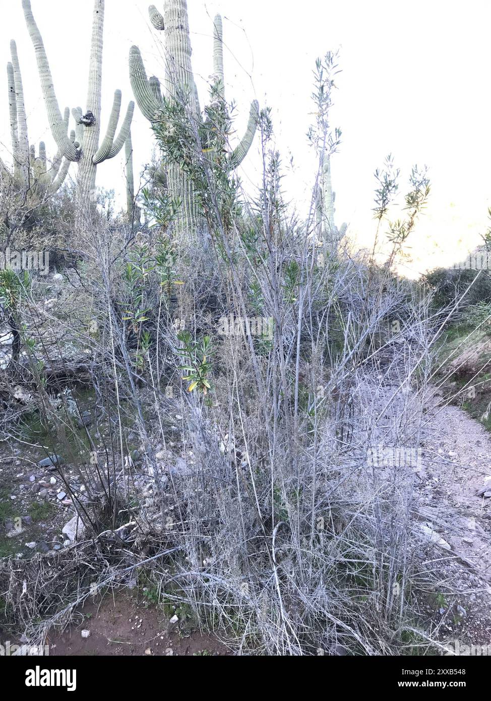 mule fat (Baccharis salicifolia) Plantae Stock Photo - Alamy