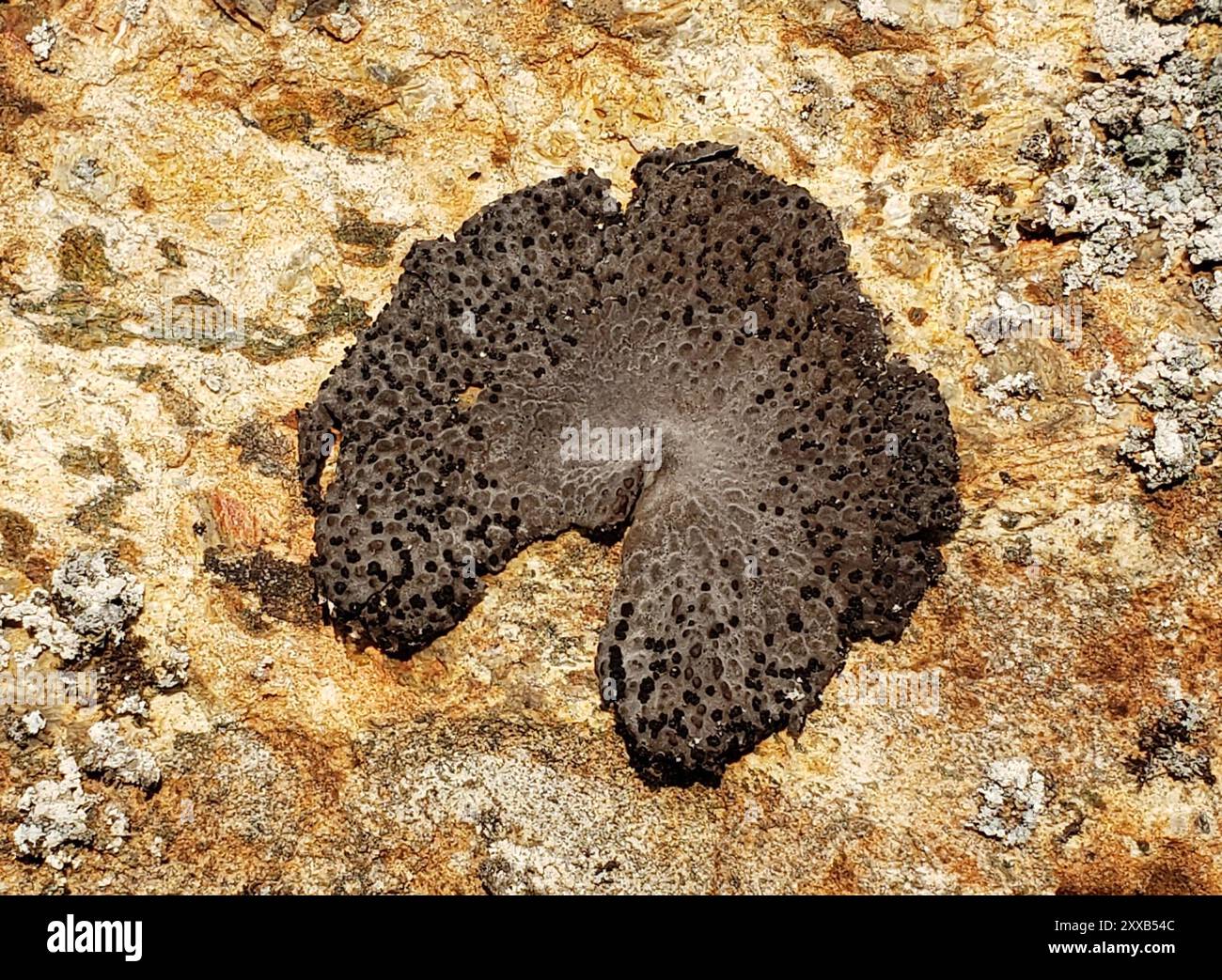 Common Toadskin Lichen (Lasallia papulosa) Fungi Stock Photo - Alamy