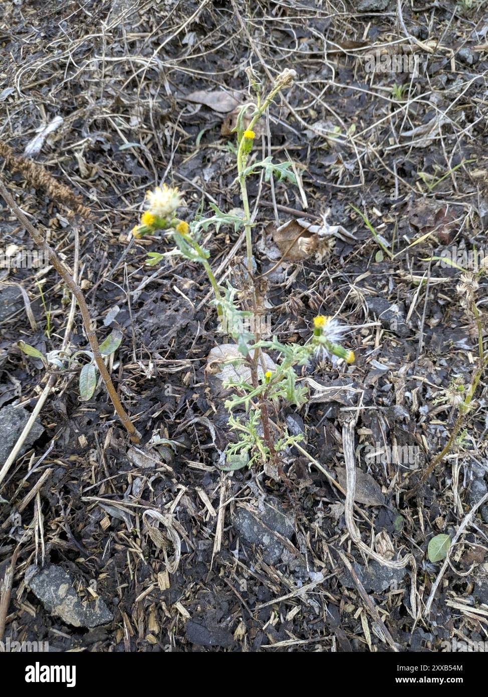 common groundsel (Senecio vulgaris) Plantae Stock Photo - Alamy