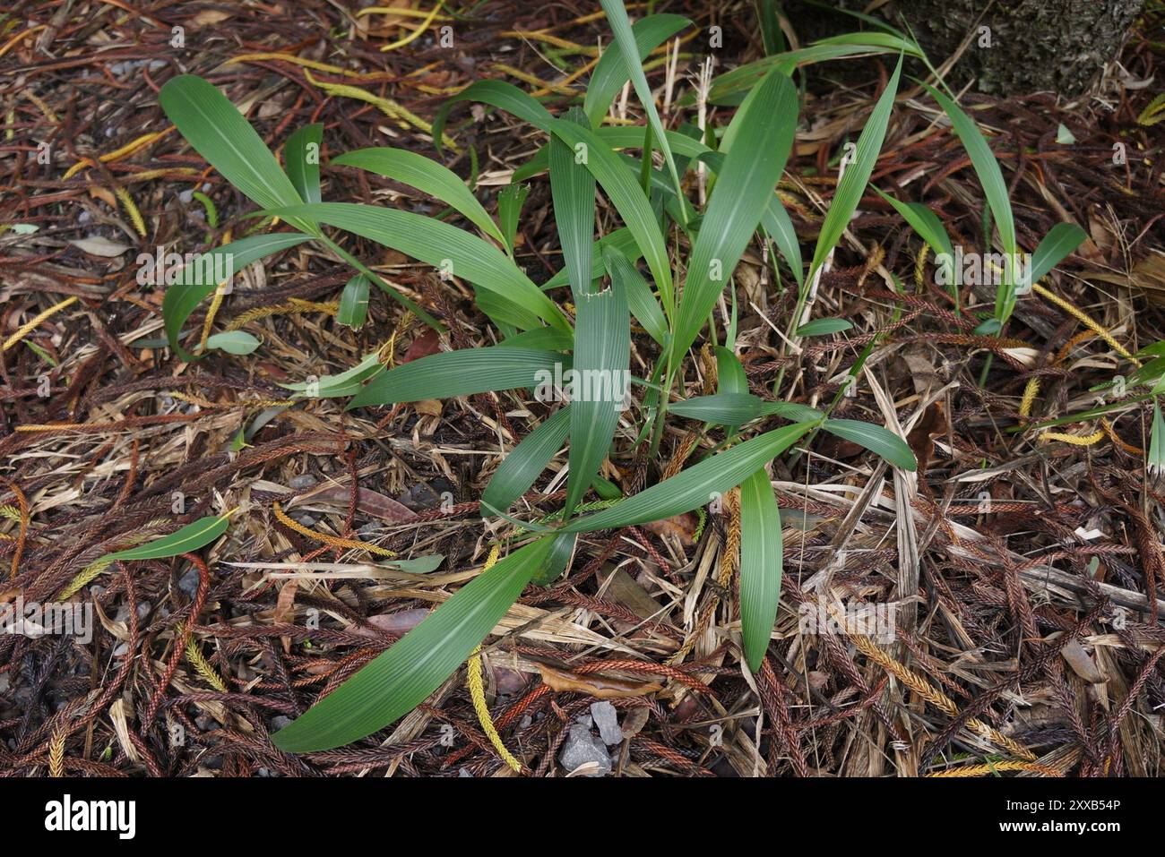Palmgrass (Setaria palmifolia) Plantae Stock Photo - Alamy