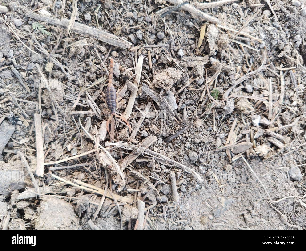 Nayarit Scorpion (Centruroides noxius) Arachnida Stock Photo - Alamy
