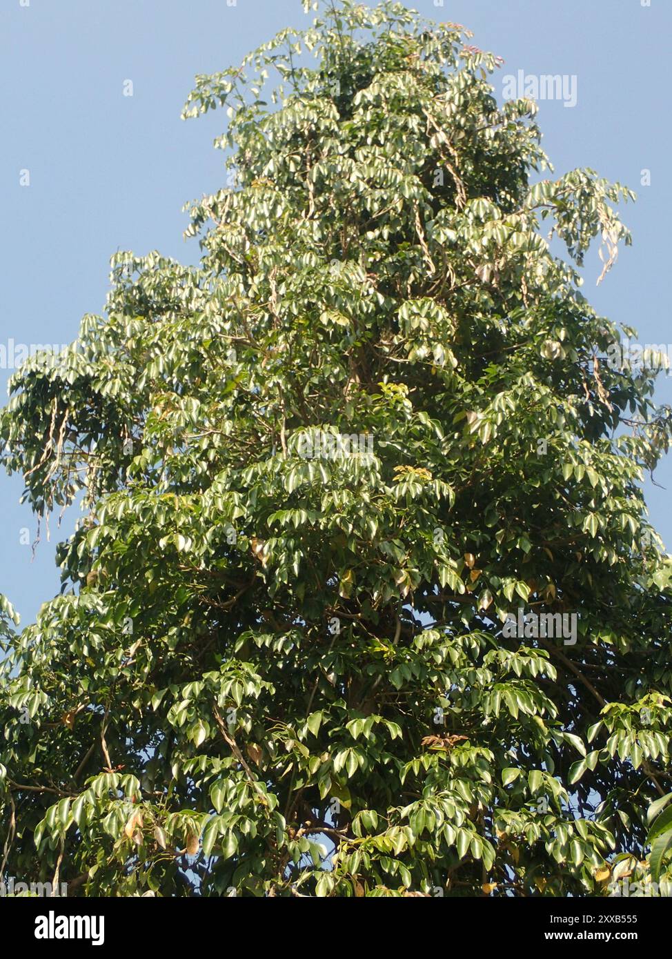 Emerald Tree (Radermachera sinica) Plantae Stock Photo - Alamy