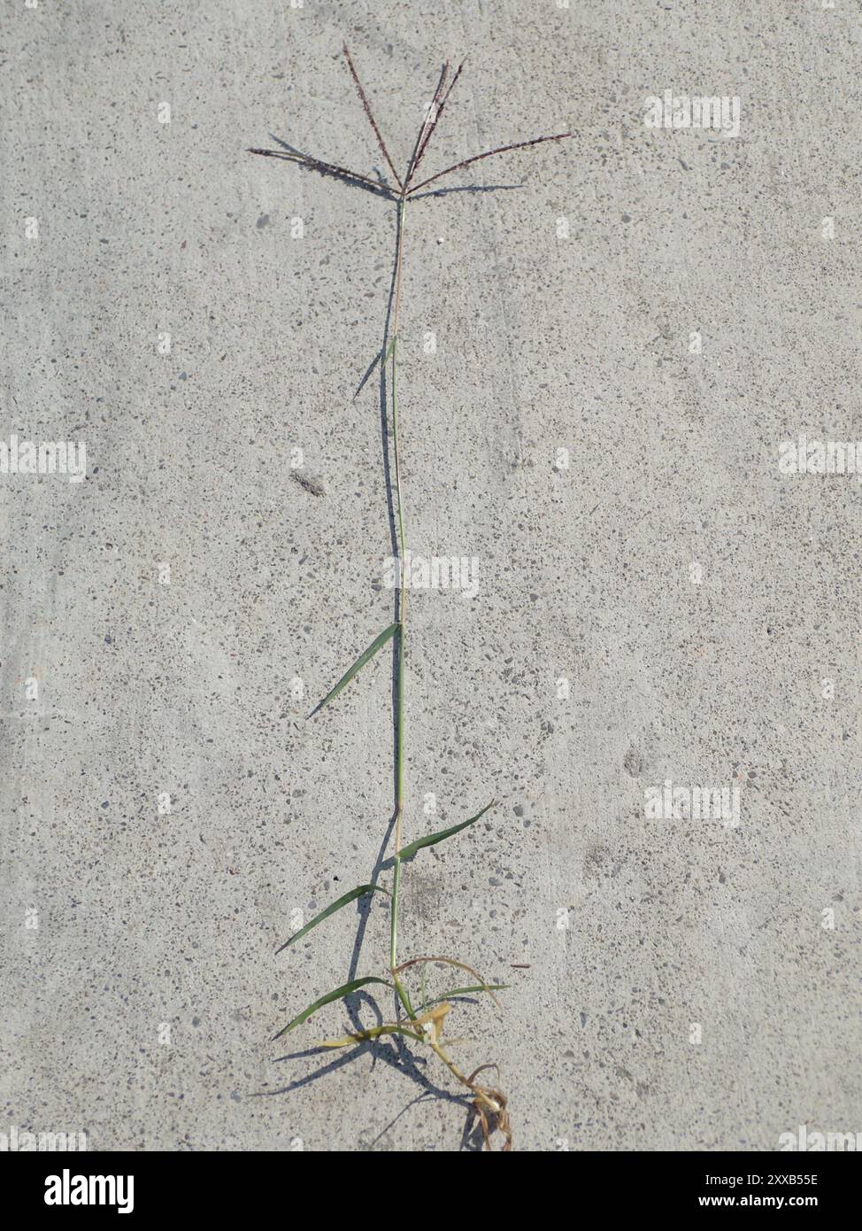 Bermuda grass (Cynodon dactylon) Plantae Stock Photo - Alamy