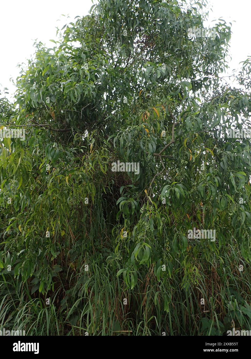 Earpod Wattle (Acacia auriculiformis) Plantae Stock Photo - Alamy