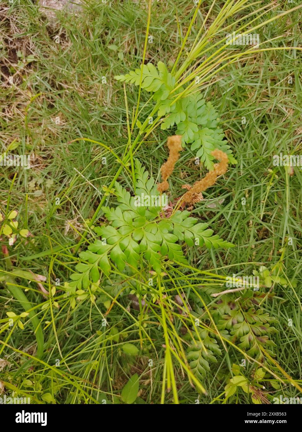 Pine fern (Anemia adiantifolia) Plantae Stock Photo - Alamy