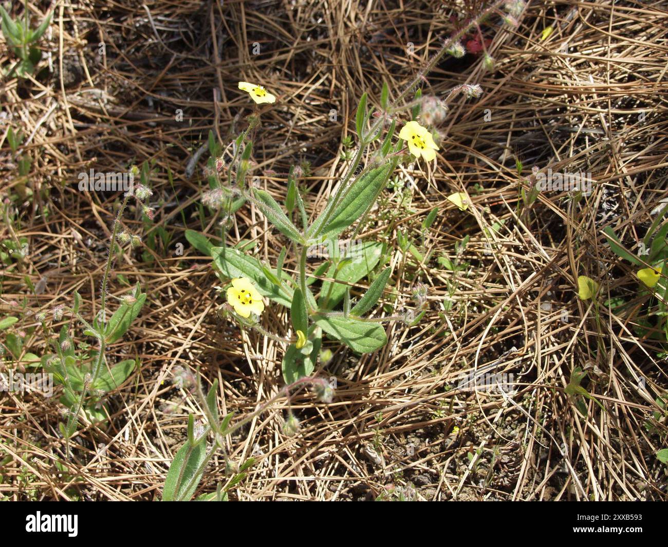 Spotted Rock-rose (Tuberaria guttata) Plantae Stock Photo - Alamy