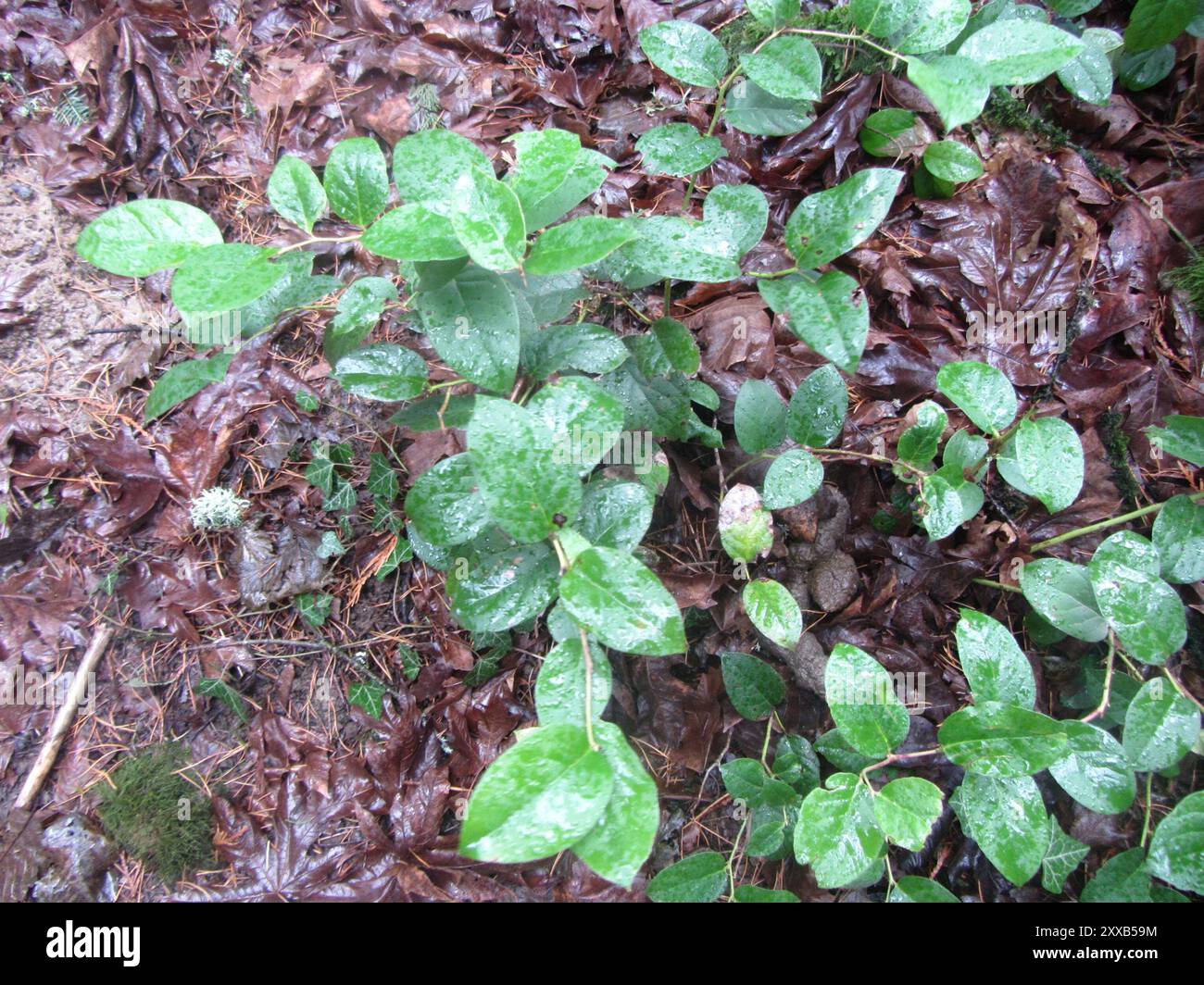 salal (Gaultheria shallon) Plantae Stock Photo - Alamy
