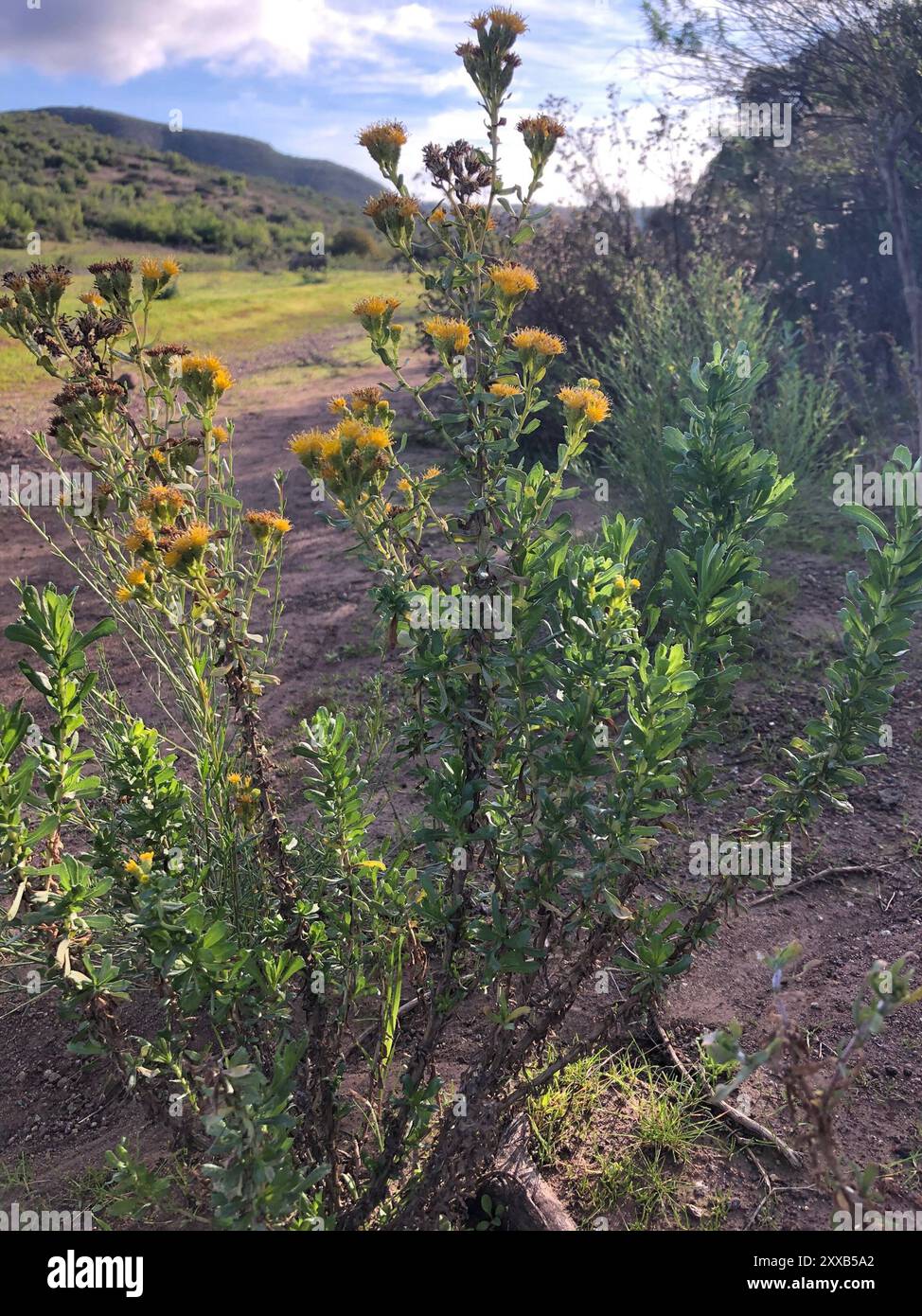 Coastal Goldenbush (Isocoma menziesii) Plantae Stock Photo - Alamy
