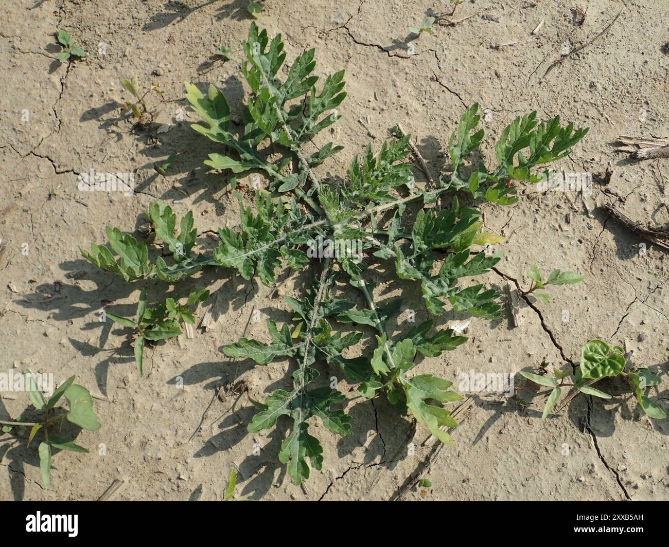 Santa Maria feverfew (Parthenium hysterophorus) Plantae Stock Photo - Alamy