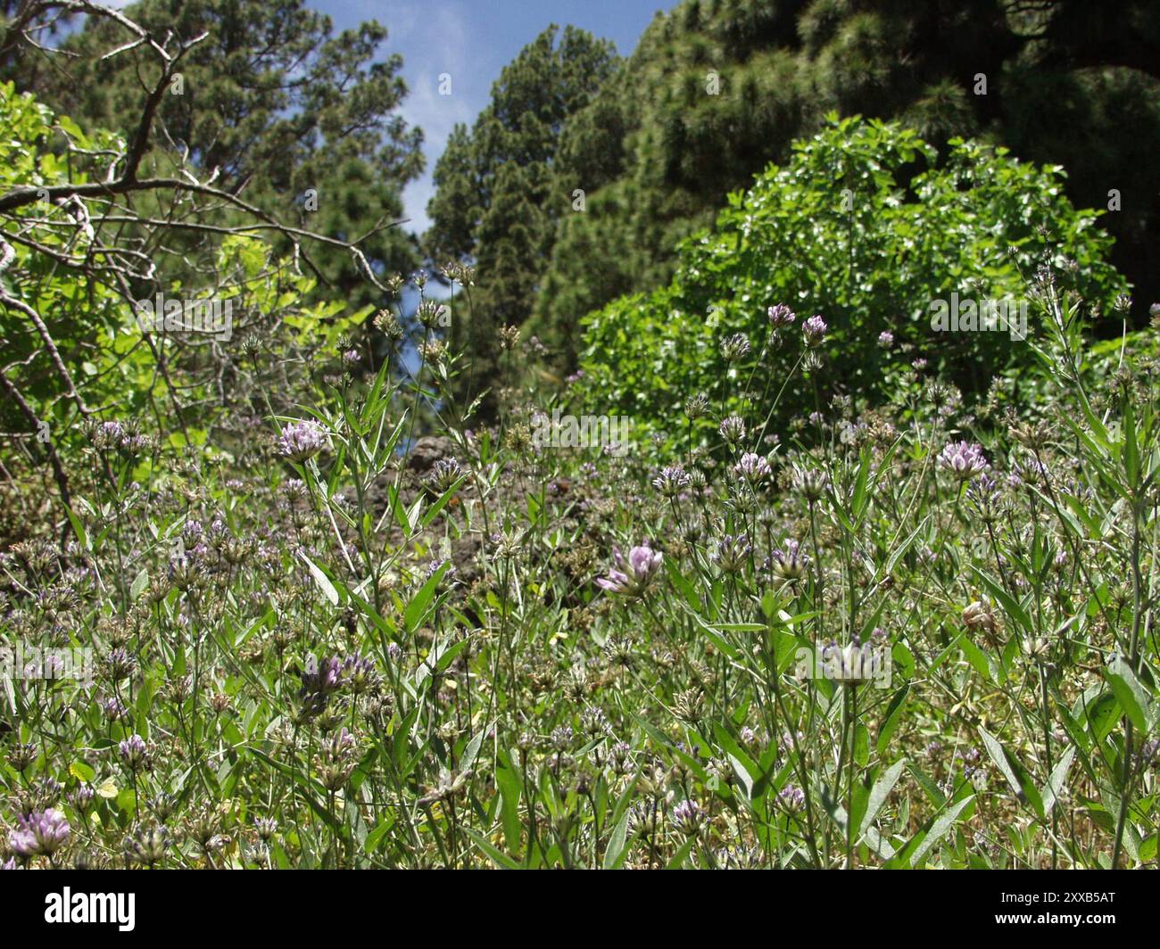 arabian pea (Bituminaria bituminosa) Plantae Stock Photo - Alamy