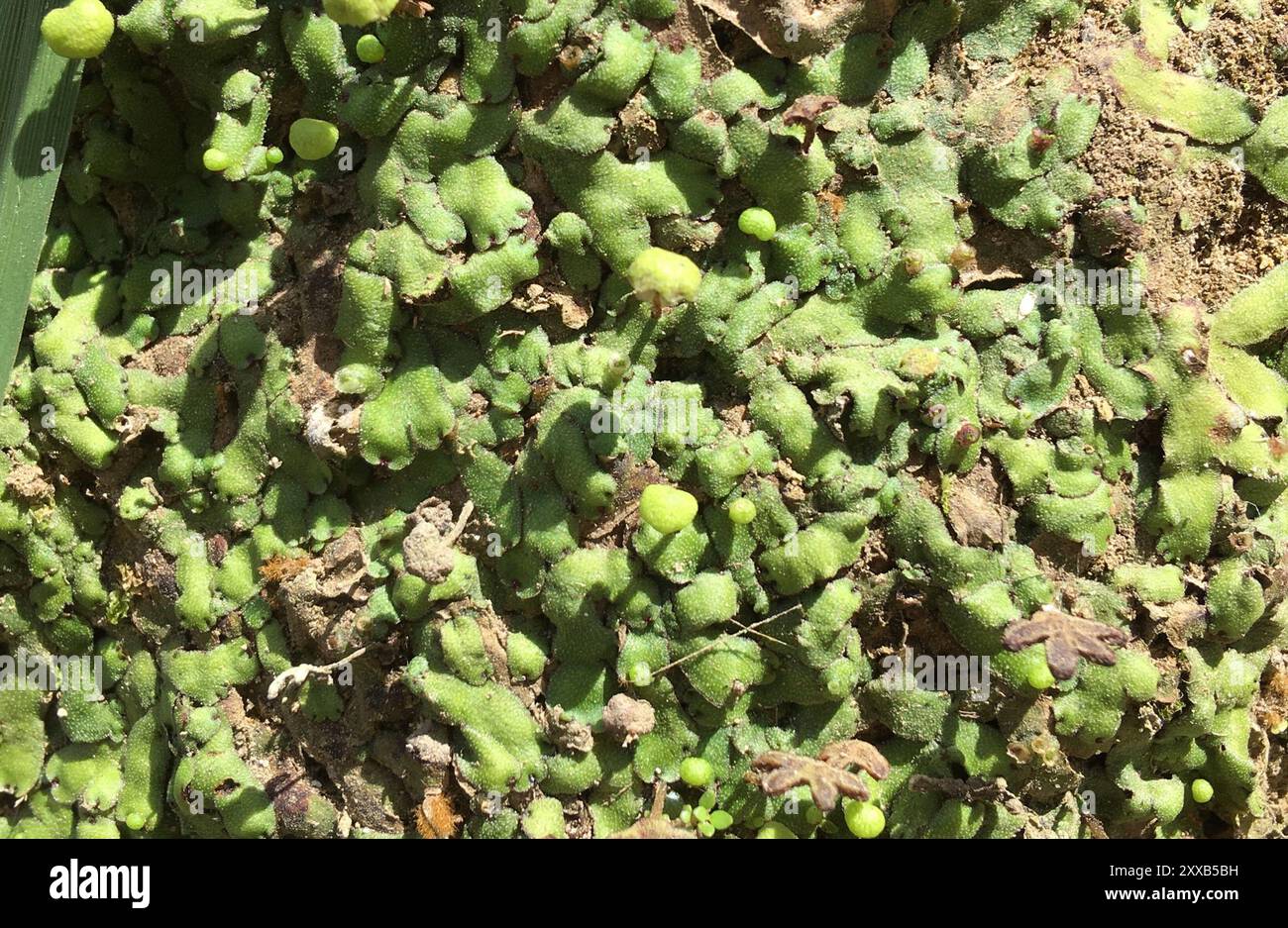 Complex thallose liverworts (Marchantiales) Plantae Stock Photo - Alamy