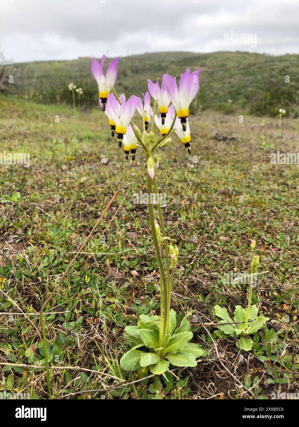 Cleveland's Shooting Star (Primula clevelandii clevelandii) Plantae ...