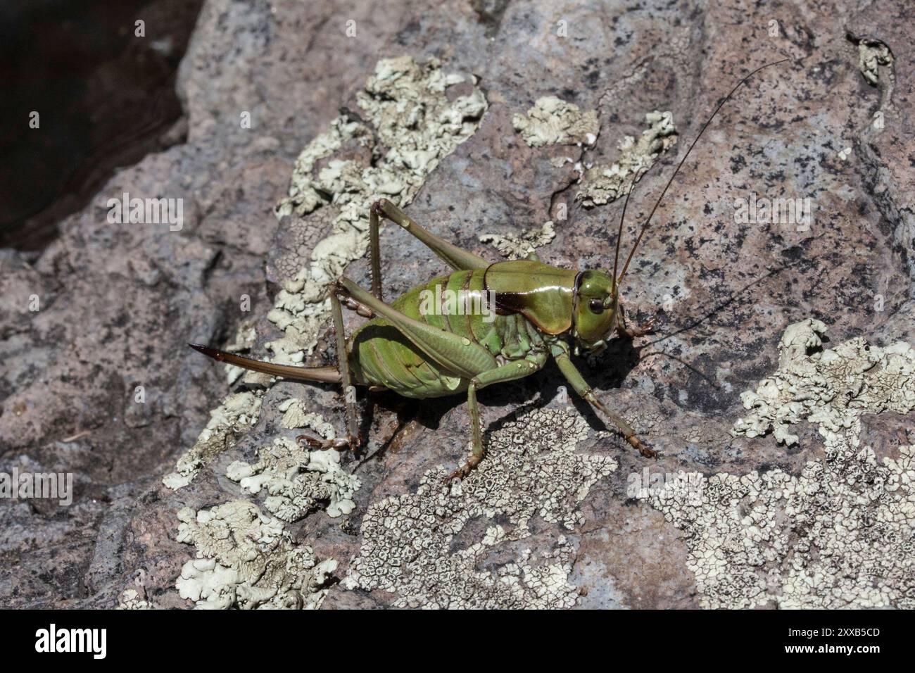 Mormon Cricket (Anabrus simplex) Insecta Stock Photo - Alamy