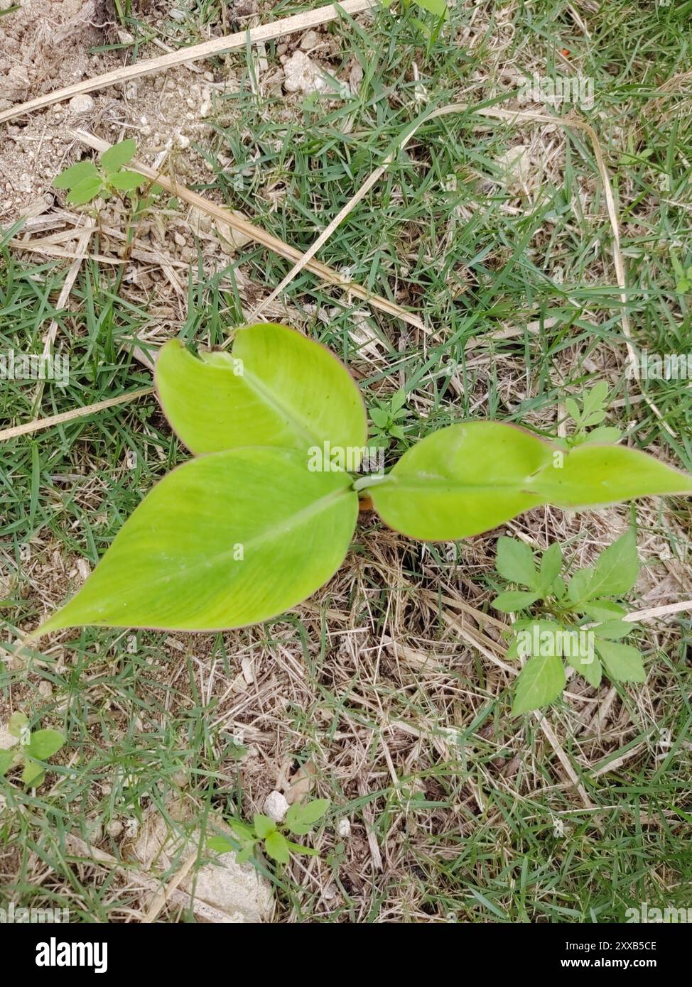 Indian shot (Canna indica) Plantae Stock Photo - Alamy