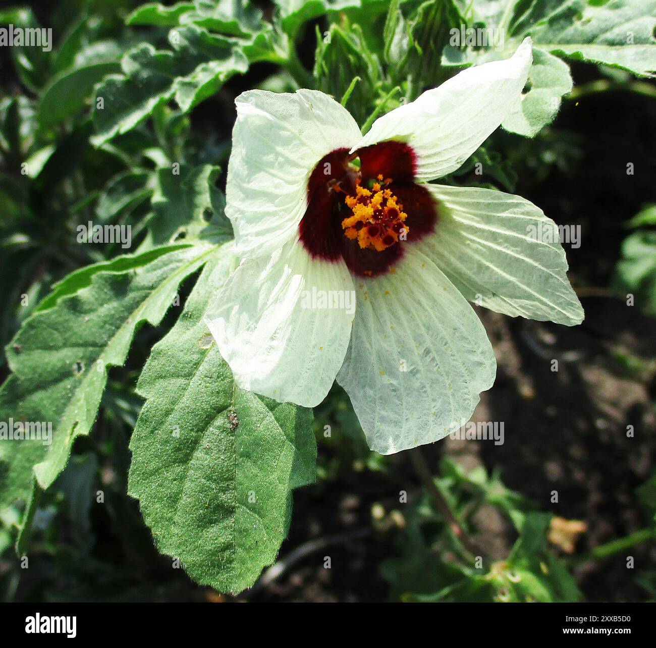 flower-of-an-hour (Hibiscus trionum) Plantae Stock Photo - Alamy