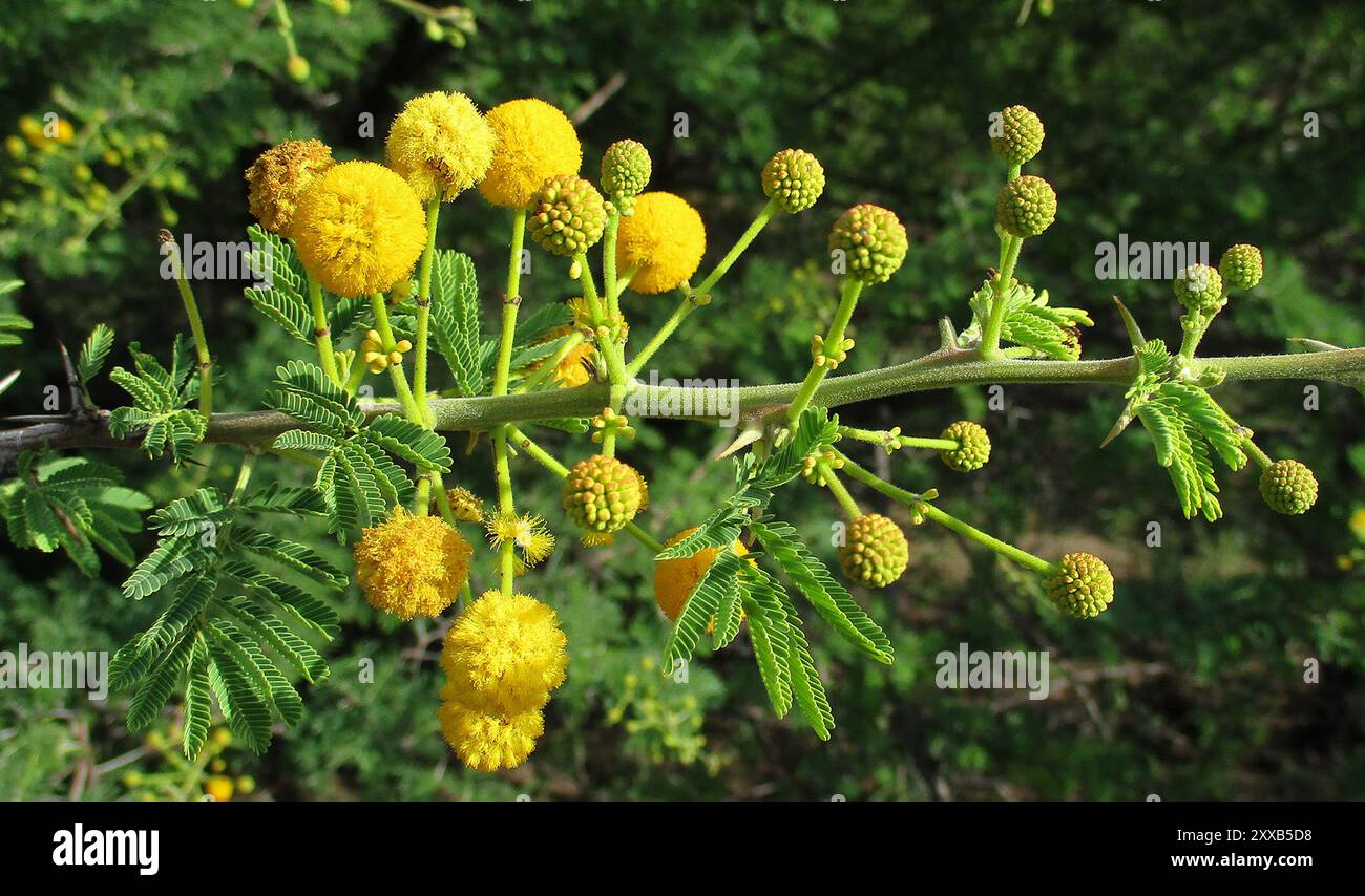 Sweet-scented Pod (Vachellia nilotica kraussiana) Plantae Stock Photo ...