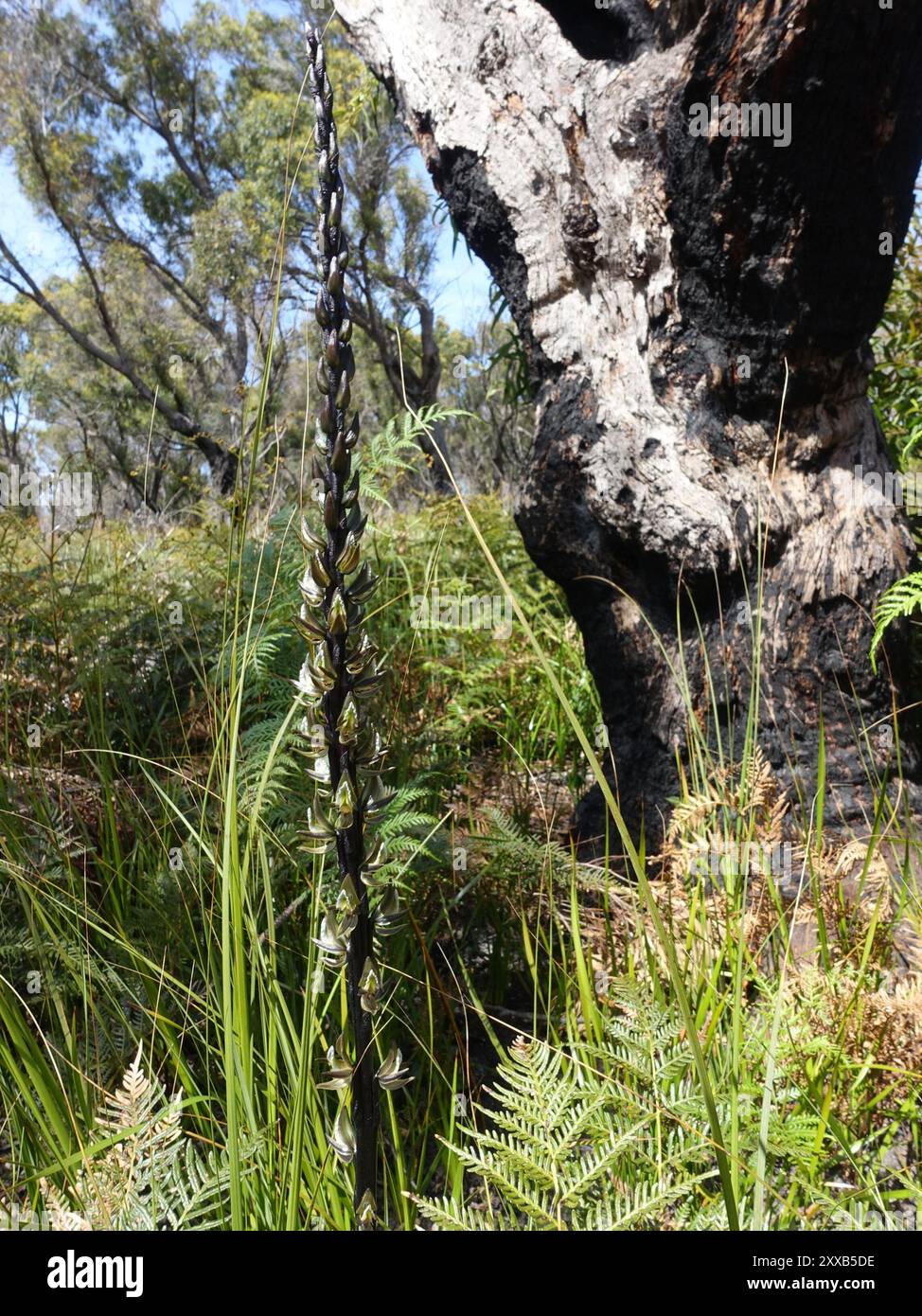 Tall Leek Orchid (Prasophyllum elatum) Plantae Stock Photo - Alamy