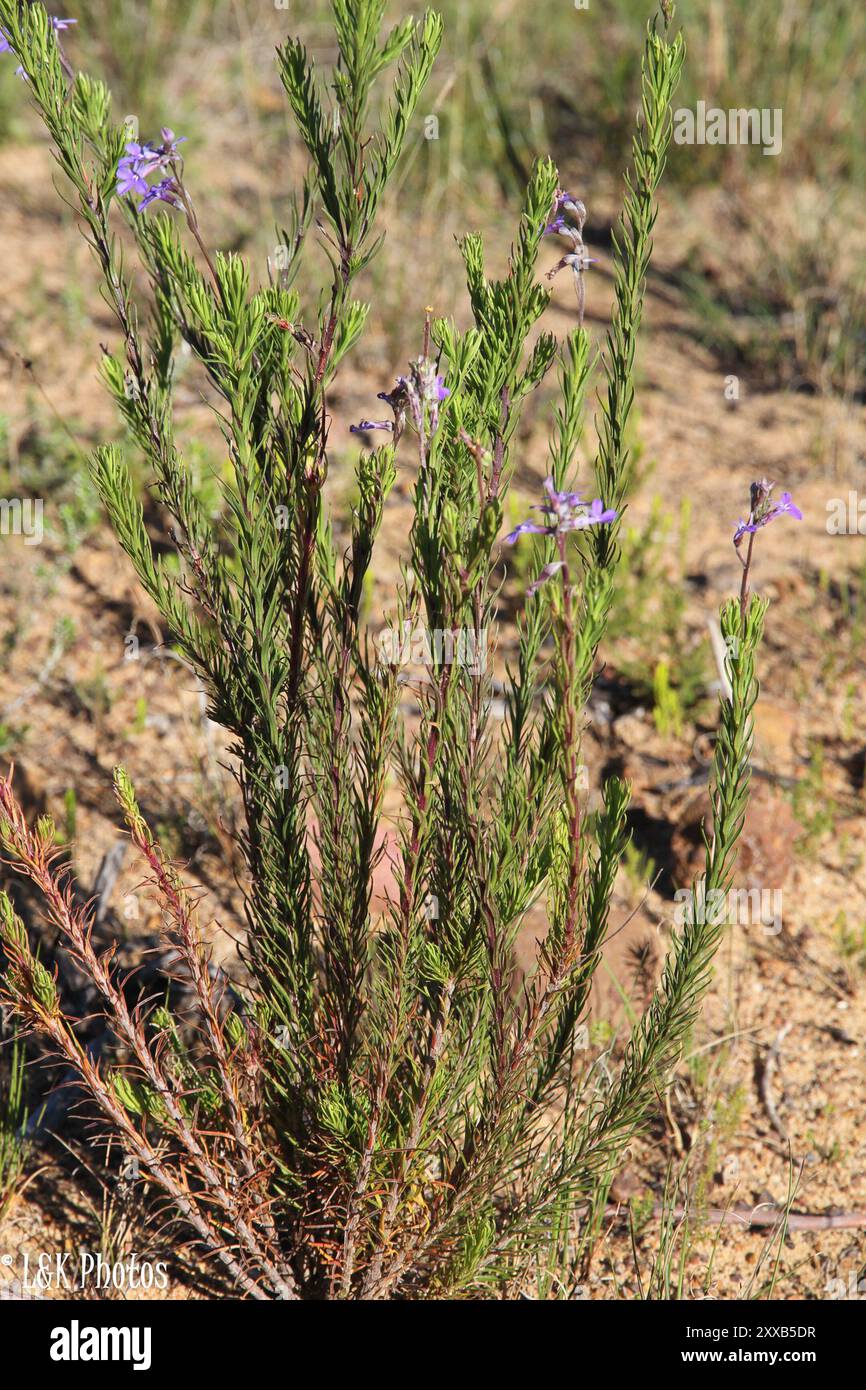Pineleaf Lobelia (Lobelia pinifolia) Plantae Stock Photo - Alamy