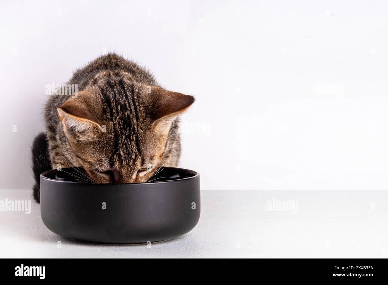 Cute adorable tabby striped mongrel kitten eats kibble food from bowl ...