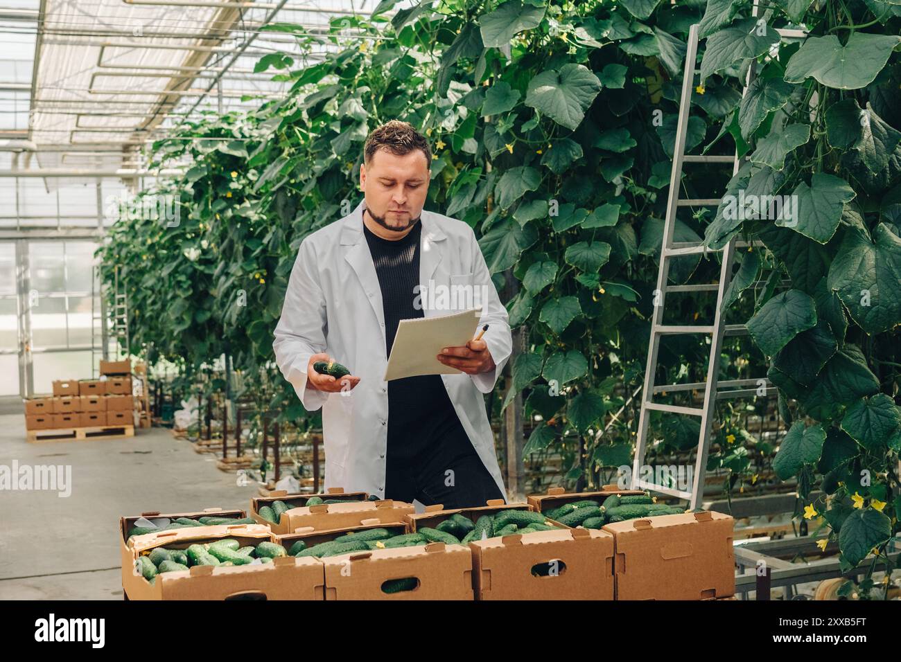 Professional Checking of Cucumber Quality Inside a Greenhouse for ...