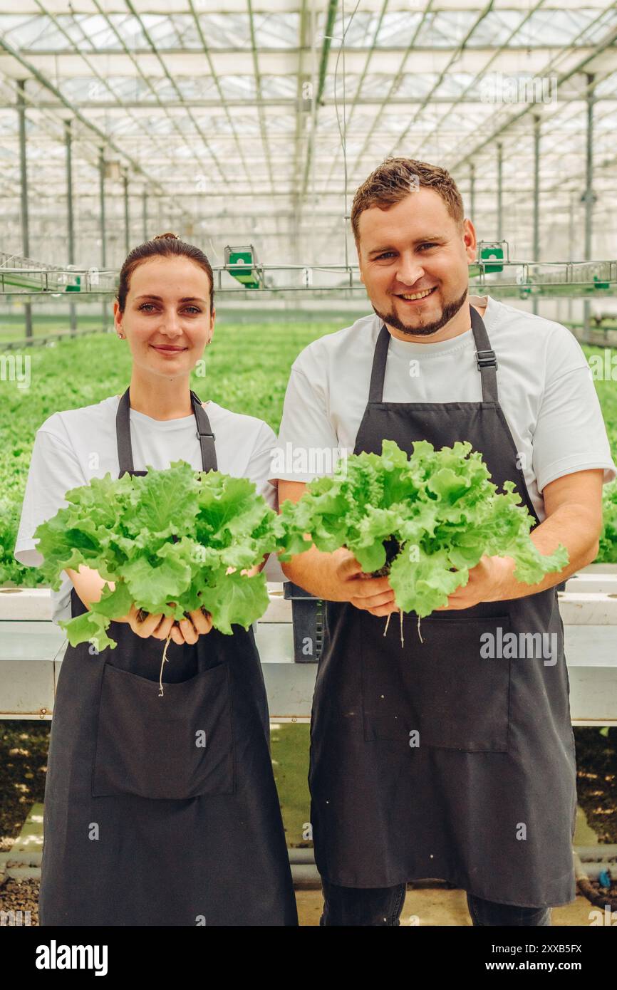 The Fresh Lettuce Harvest Takes Place in a WellMaintained Greenhouse ...