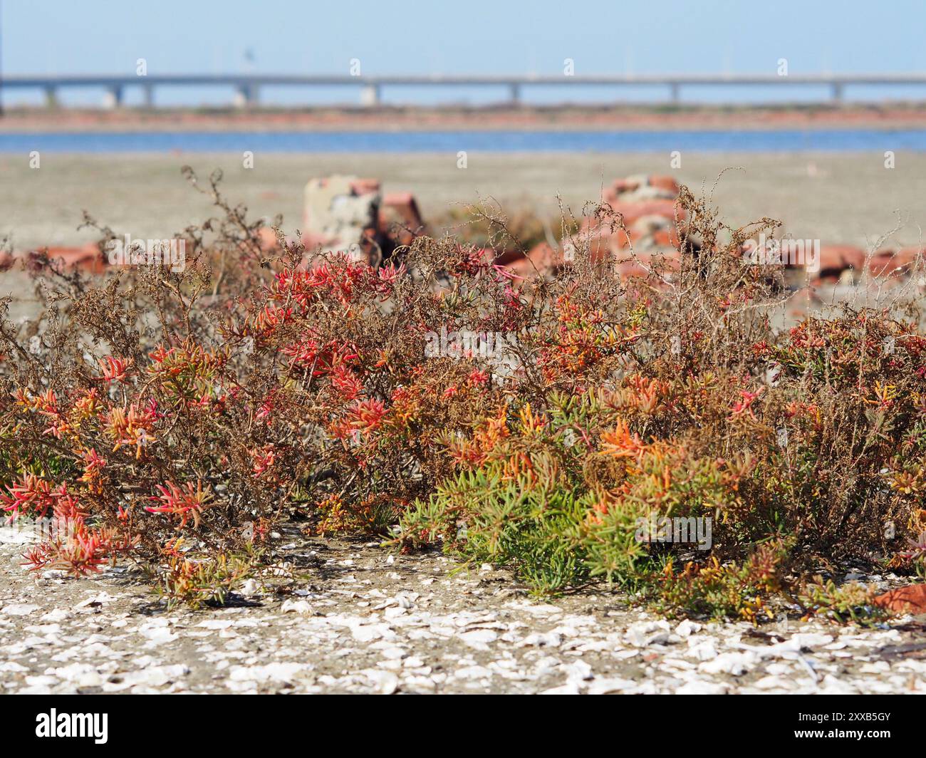 Herbaceous Seepweed (Suaeda maritima) Plantae Stock Photo - Alamy