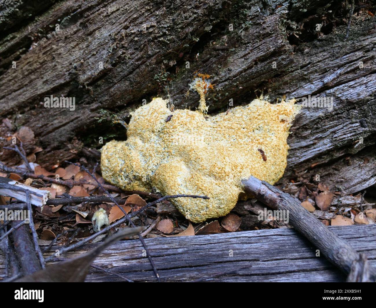 Dog Vomit Slime Mold (Fuligo septica) Protozoa Stock Photo - Alamy