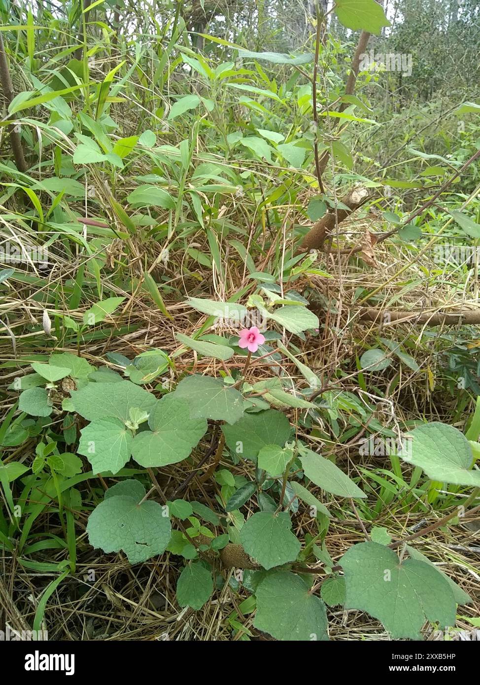 Caesar weed (Urena lobata) Plantae Stock Photo - Alamy