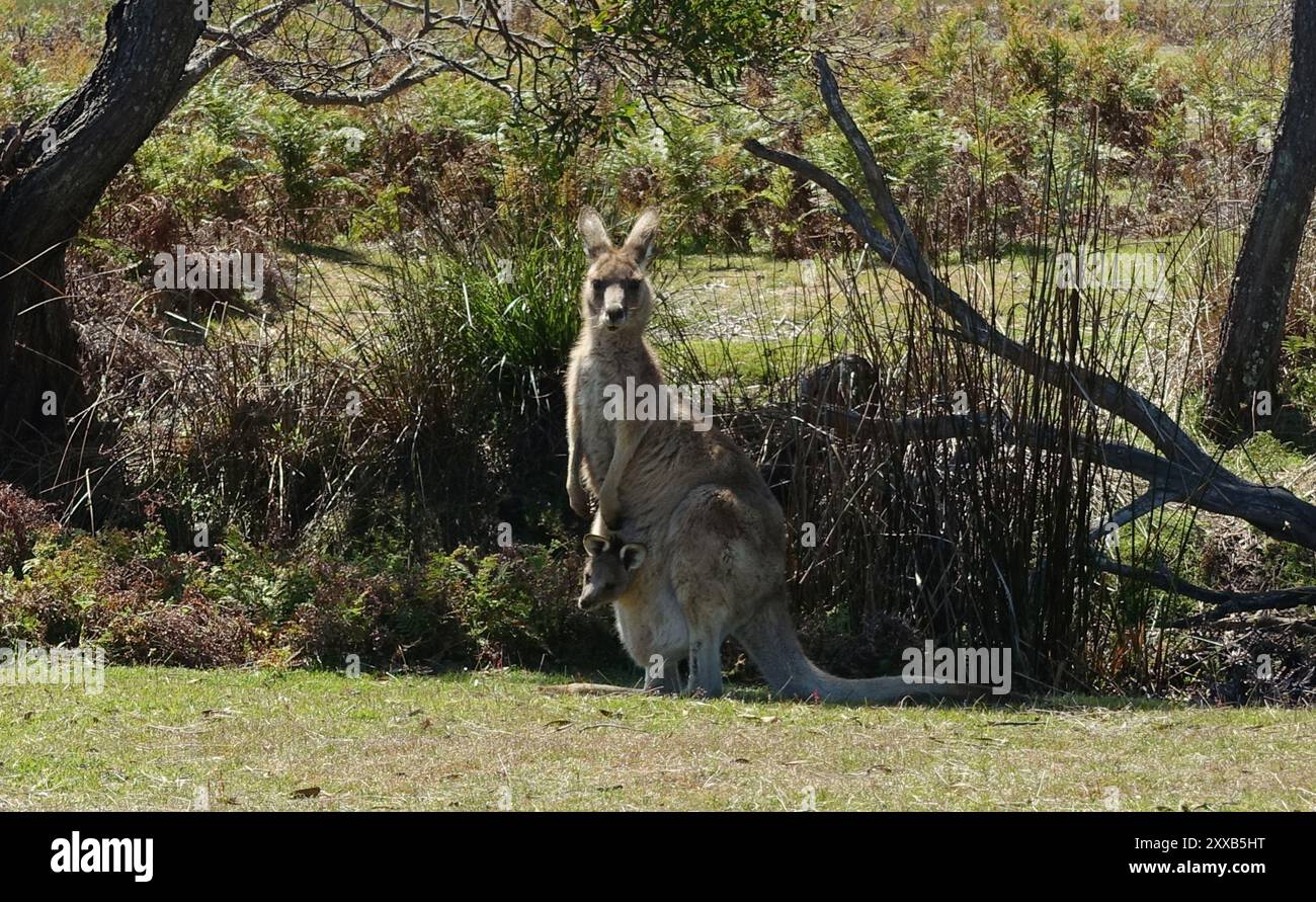 Tasmanian Forester Kangaroo (Macropus giganteus tasmaniensis) Mammalia ...